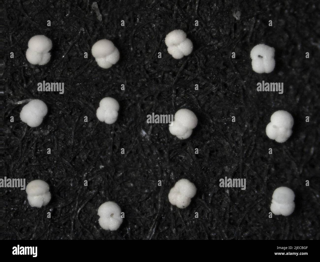 Subbotina eocaena (von Guembel, 1868 Stock Photo - Alamy