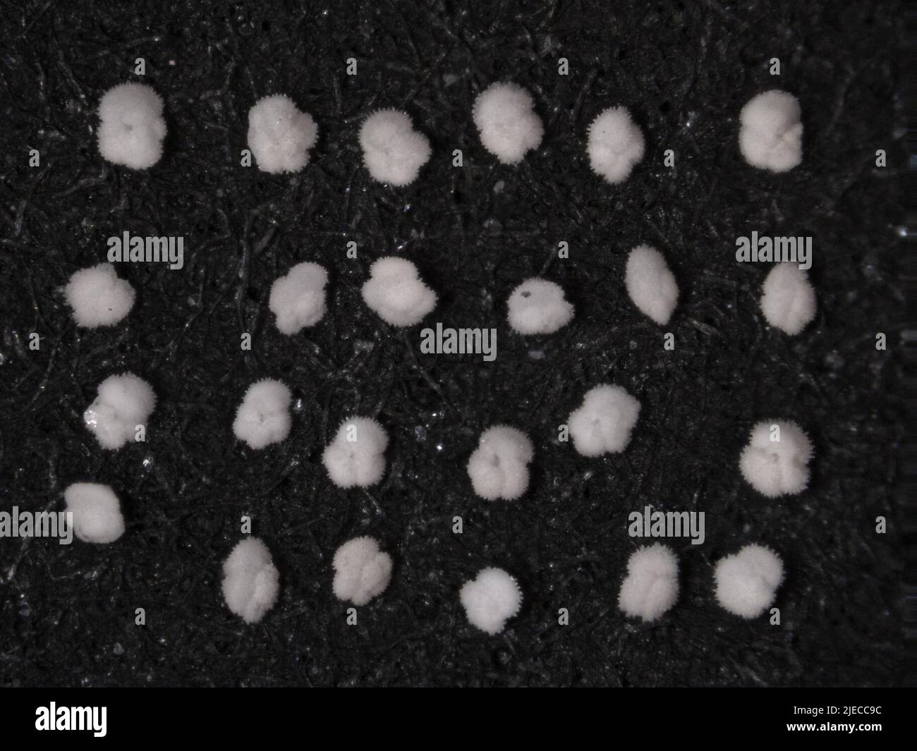 Morozovella subbotinae morozova hi-res stock photography and images - Alamy