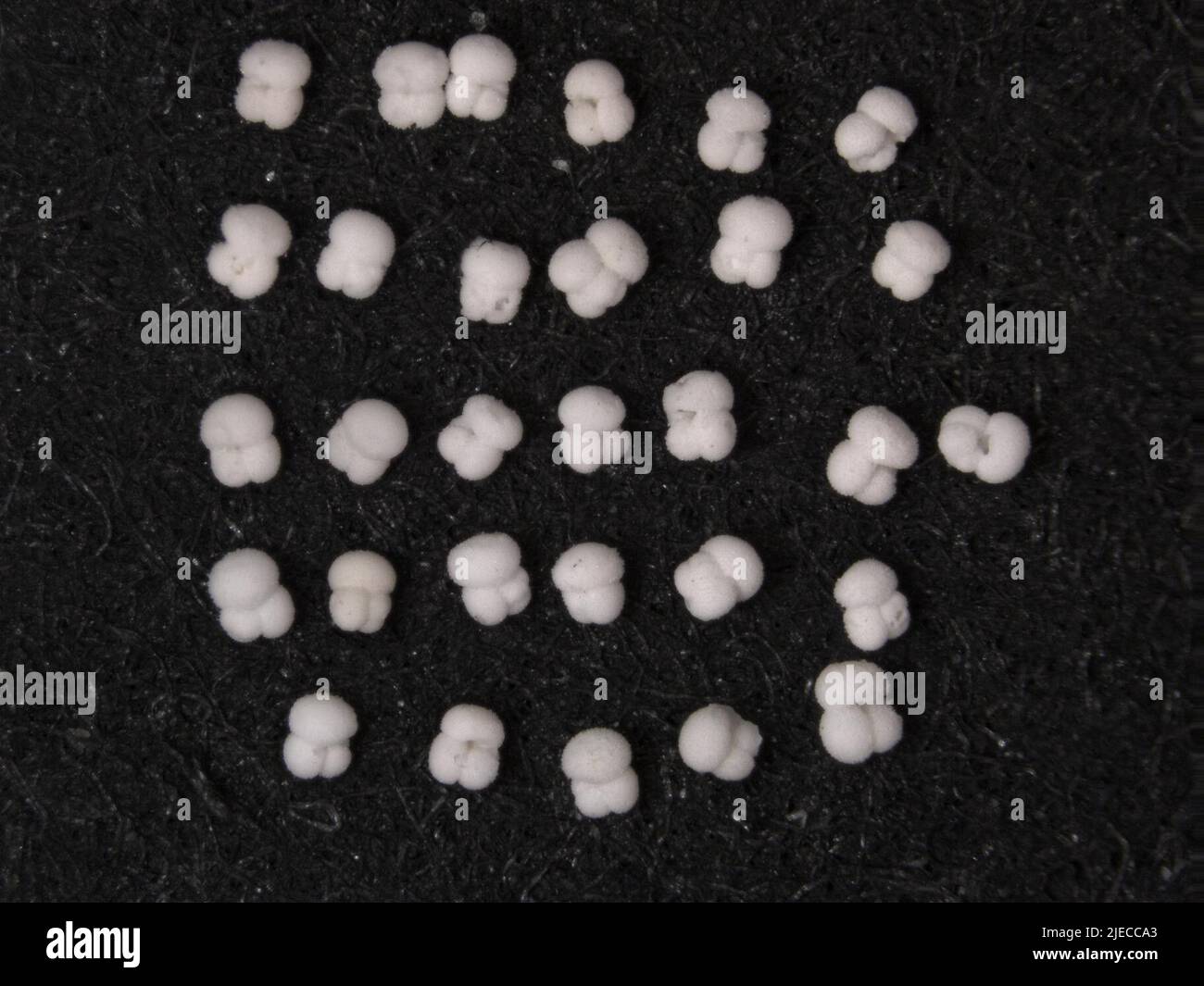 Subbotina eocaena von guembel hi-res stock photography and images - Alamy