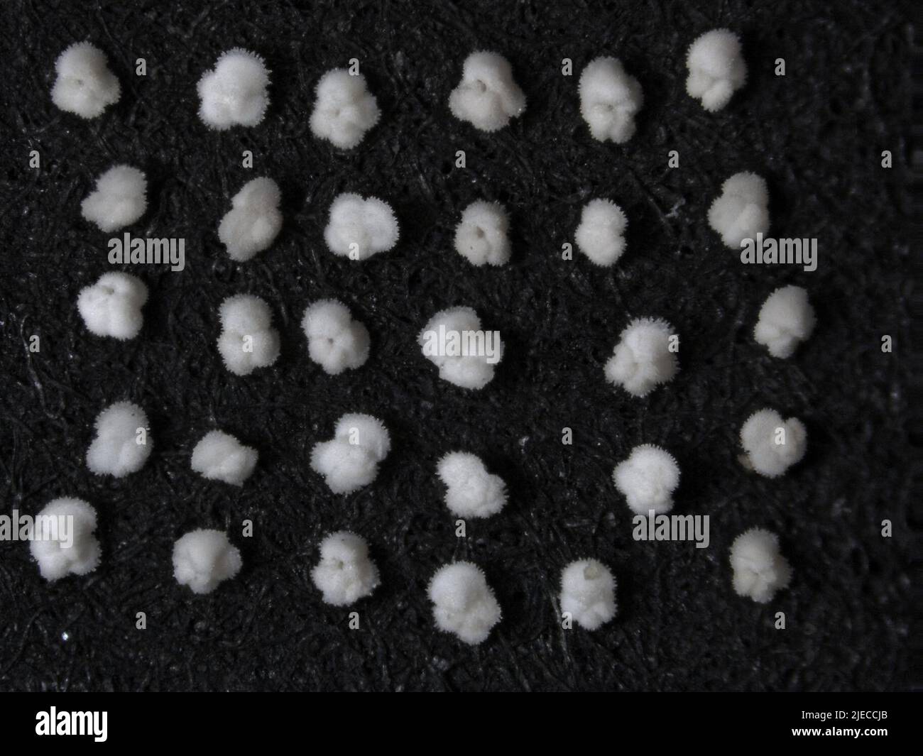 Morozovella subbotinae morozova hi-res stock photography and images - Alamy