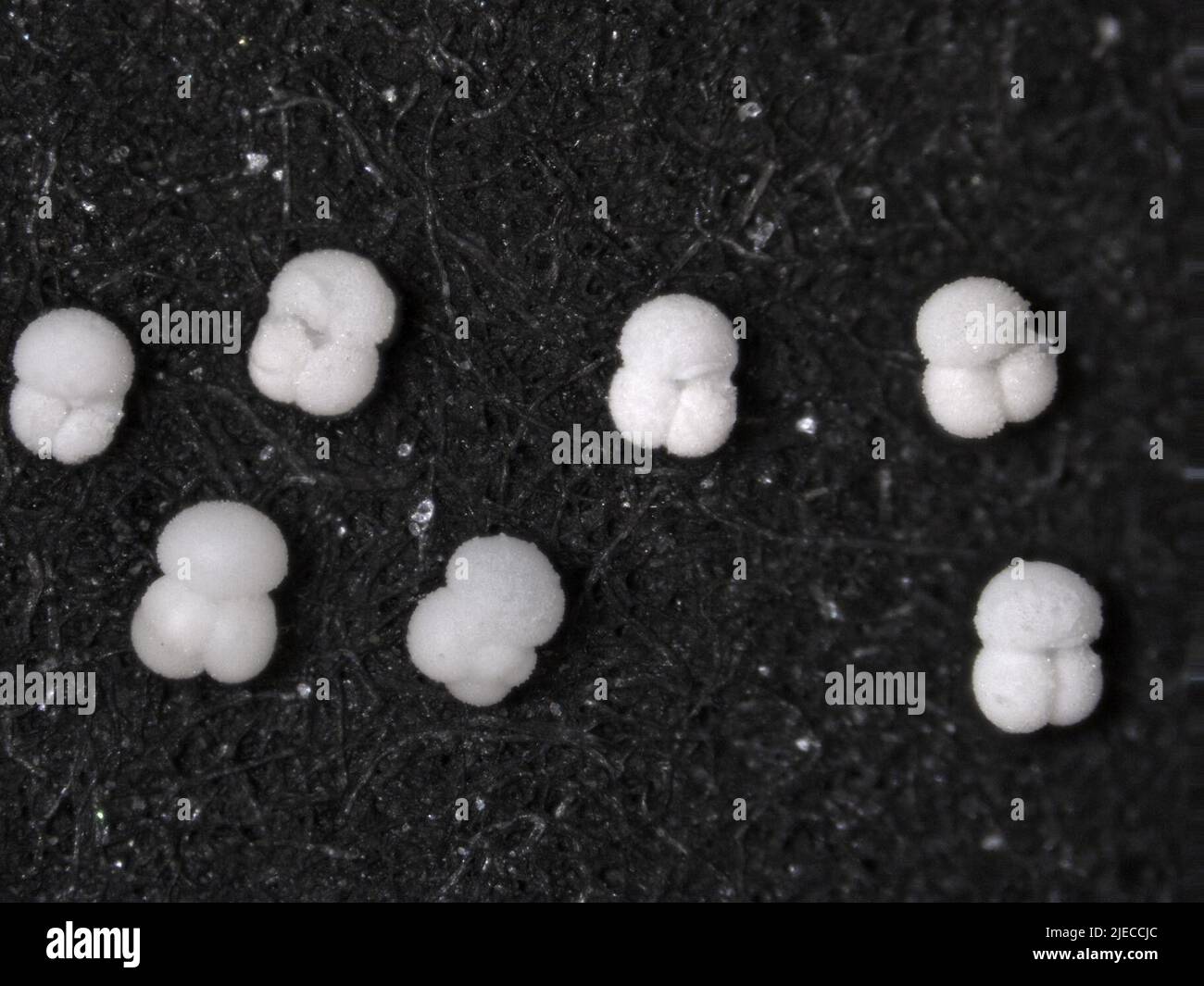 Subbotina eocaena von guembel hi-res stock photography and images - Alamy