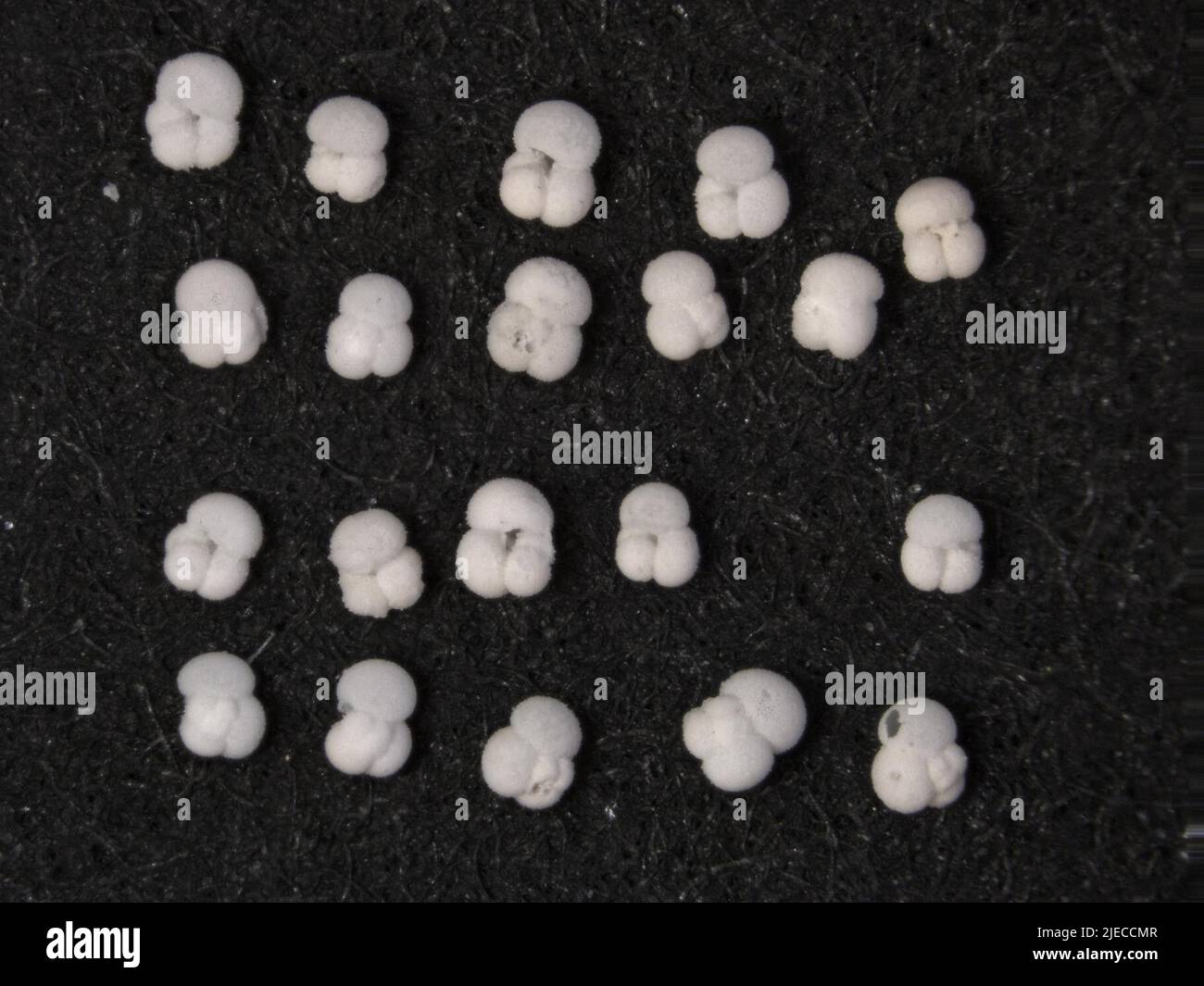 Subbotina eocaena (von Guembel, 1868 Stock Photo - Alamy