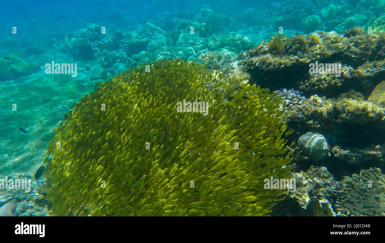 Red Sea, Egypt. 26th June, 2022. Massive school of juvenile Rabbitfish ...