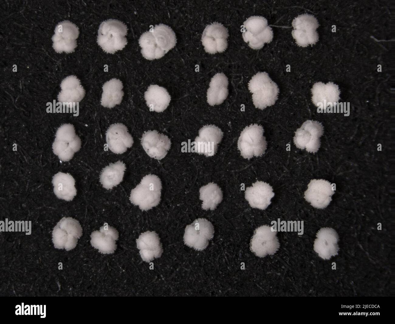 Morozovella subbotinae morozova hi-res stock photography and images - Alamy