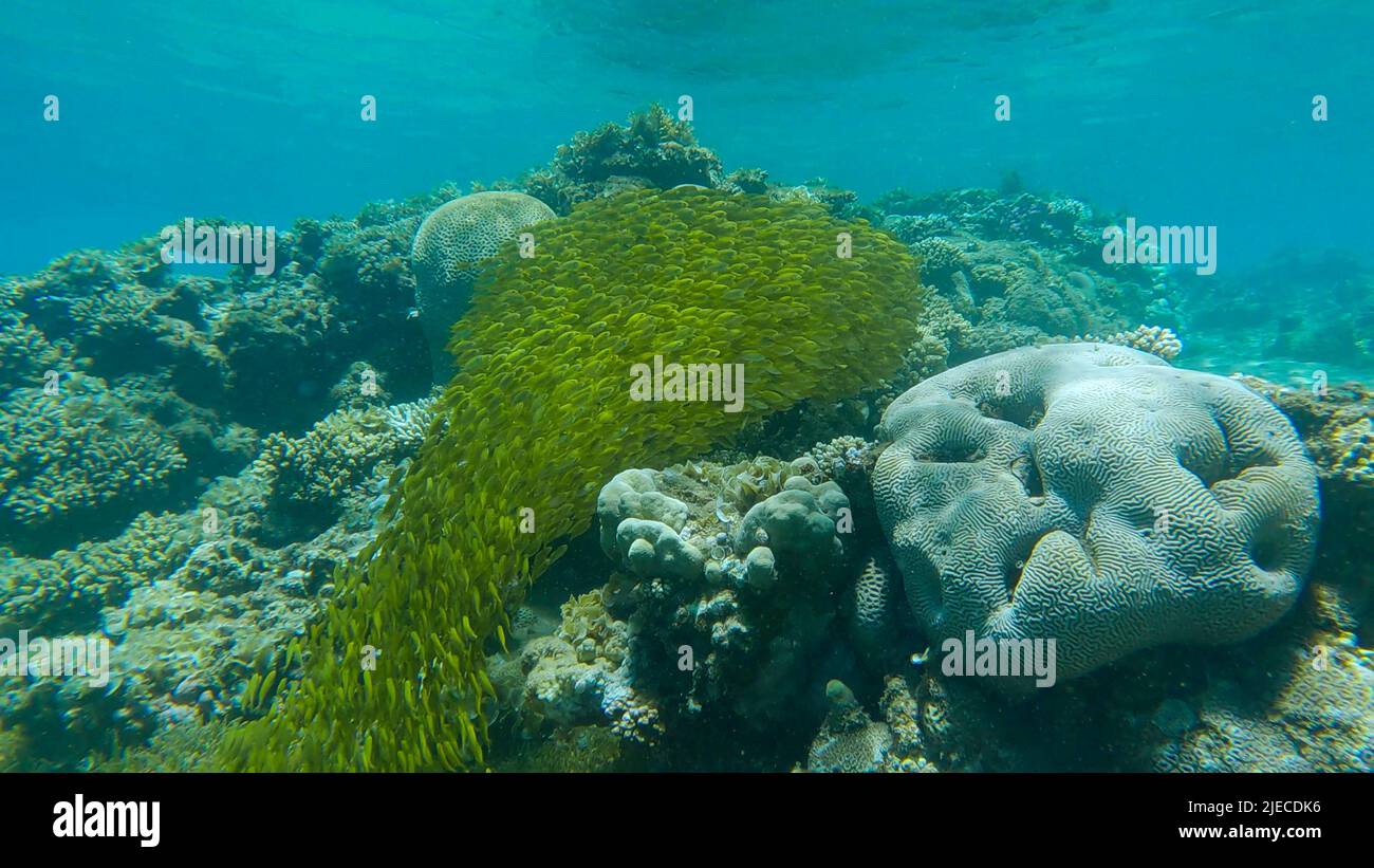 Red Sea, Egypt. 26th June, 2022. Massive school of juvenile Rabbitfish ...