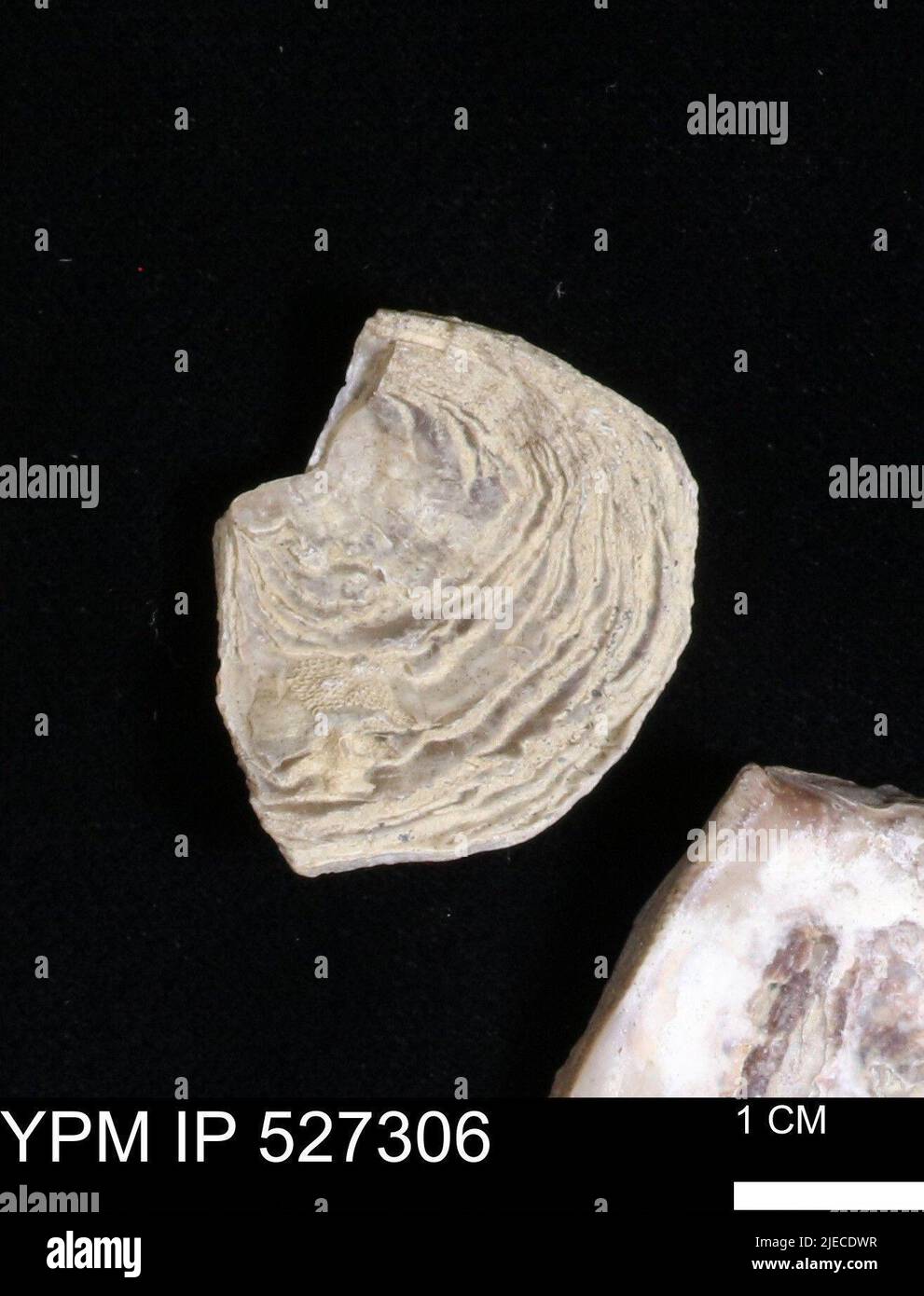 Gryphaea mucronata gabb animalia hi-res stock photography and images ...