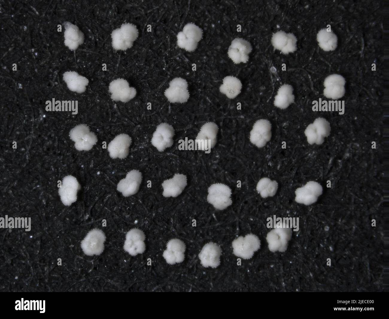 Morozovella subbotinae morozova hi-res stock photography and images - Alamy