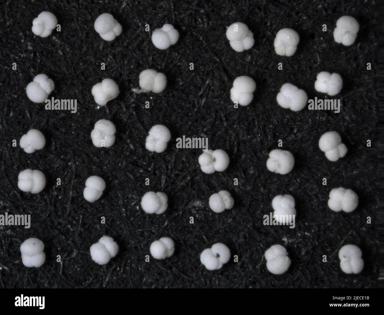Subbotina eocaena von guembel hi-res stock photography and images - Alamy