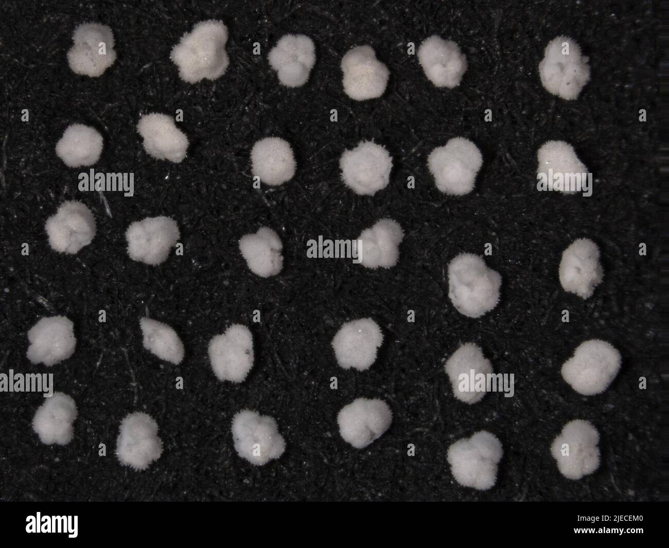 Morozovella subbotinae (Morozova, 1940 Stock Photo - Alamy