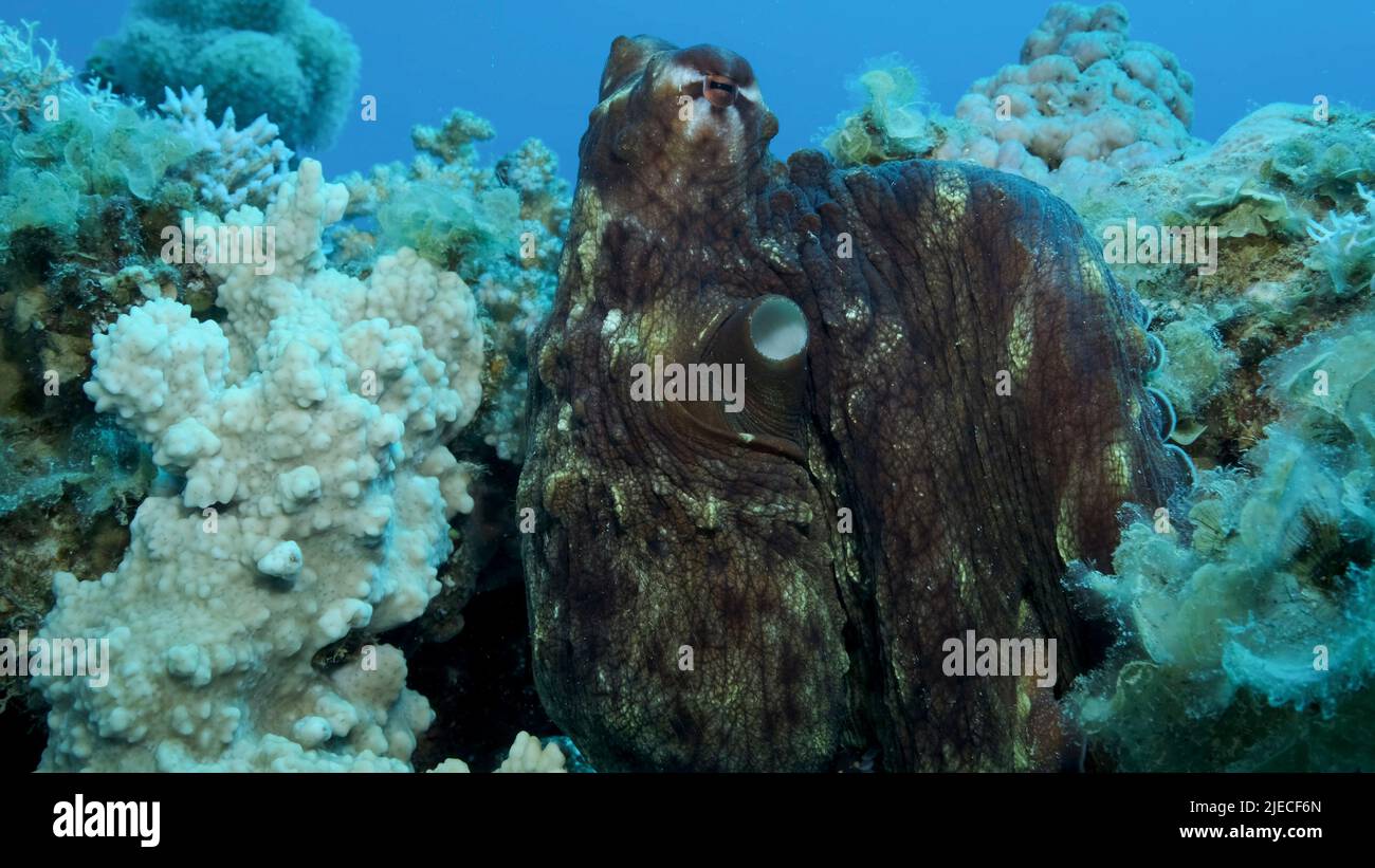 Red Sea, Egypt. 26th June, 2022. Portrait of big red Octopus sits on ...