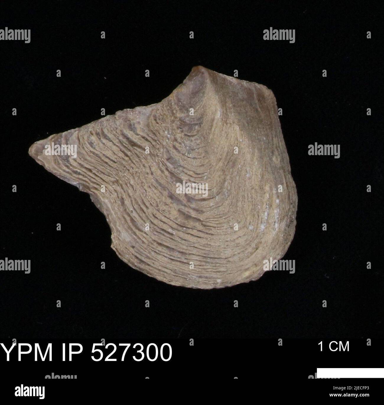 Gryphaea mucronata gabb animalia hi-res stock photography and images ...