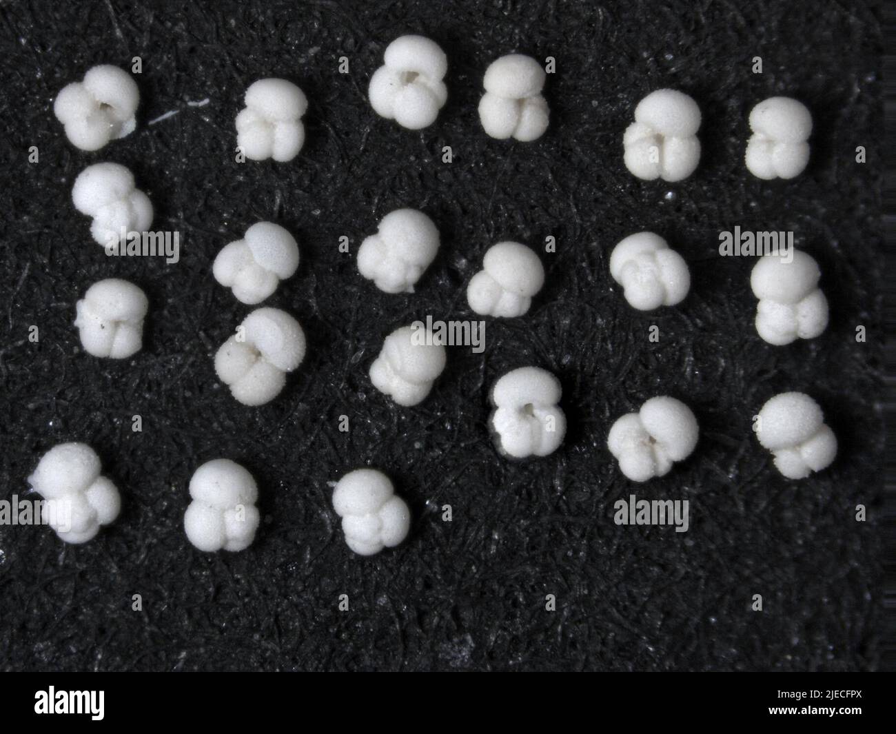 Subbotina eocaena von guembel hi-res stock photography and images - Alamy