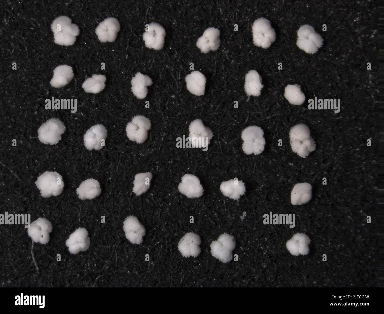 Morozovella subbotinae (Morozova, 1940 Stock Photo - Alamy