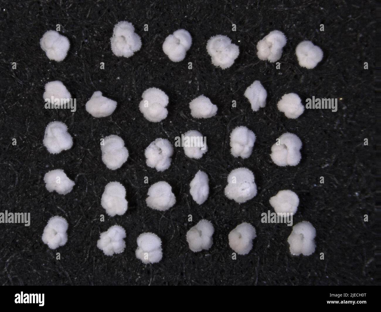 Morozovella subbotinae morozova hi-res stock photography and images - Alamy