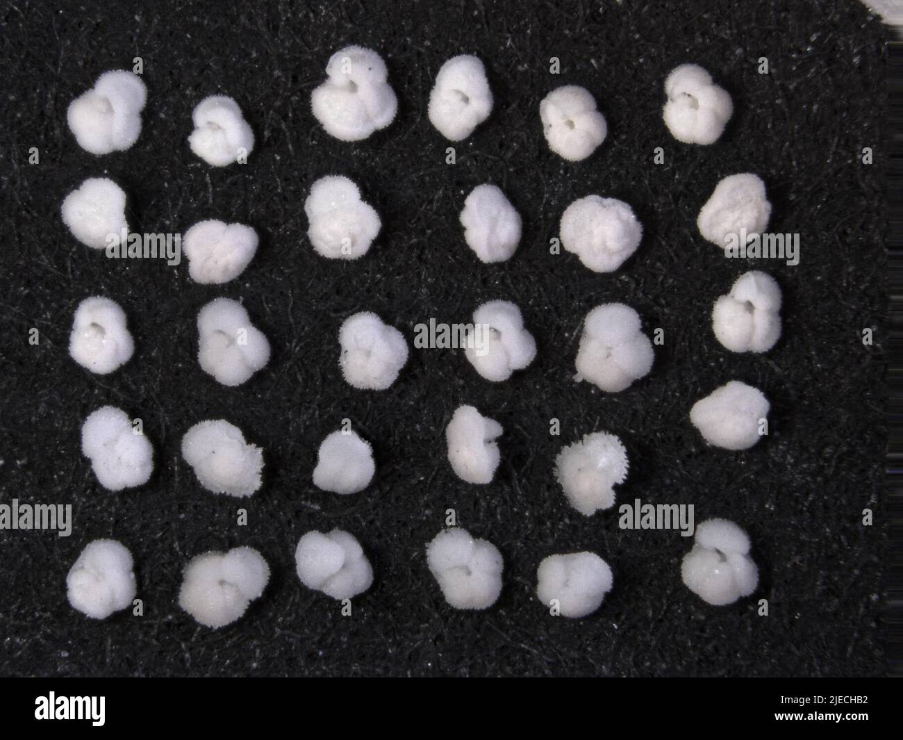 Morozovella subbotinae morozova hi-res stock photography and images - Alamy