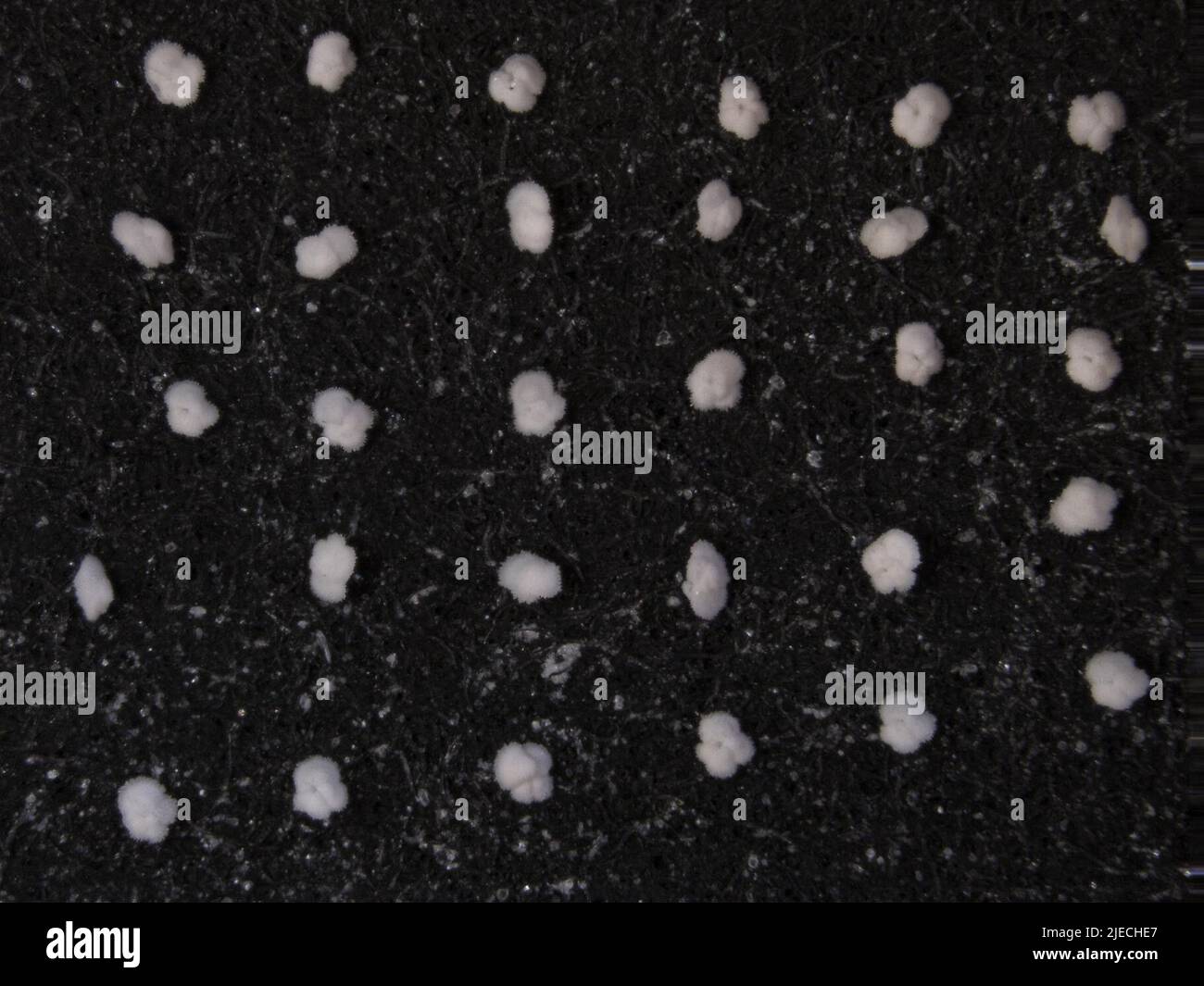 Morozovella subbotinae (Morozova, 1940 Stock Photo - Alamy