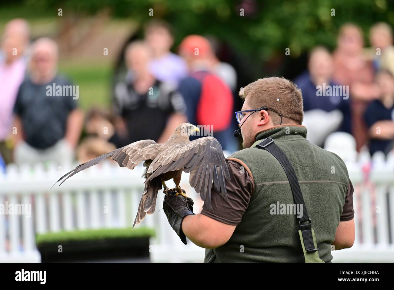 Falconry Expert handler with Bird of Prey Stock Photo - Alamy