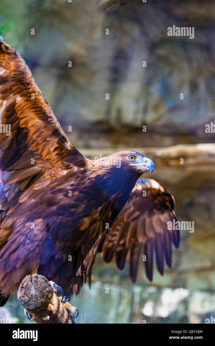 Close-up portrait of golden eagle in profile with spread wings Stock ...