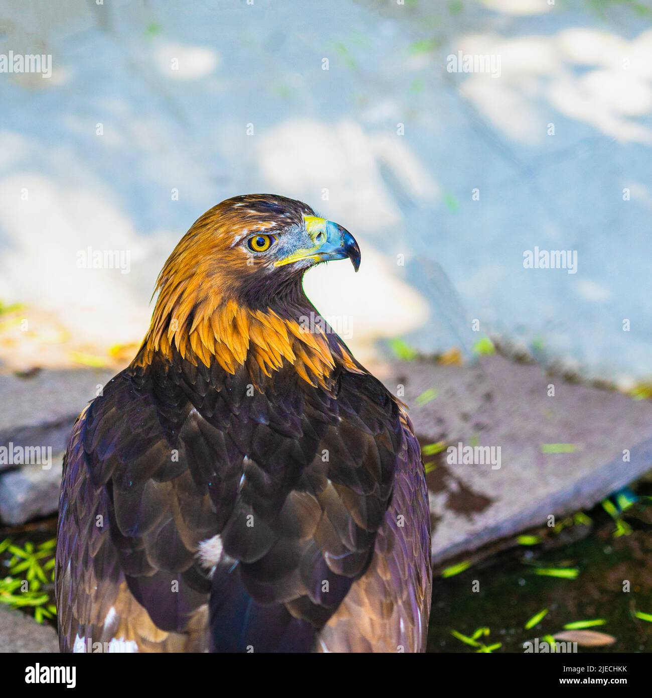 Golden Hawk Bird Eye Aquila Chrysaetos The Golden Eagle TJ Bishop