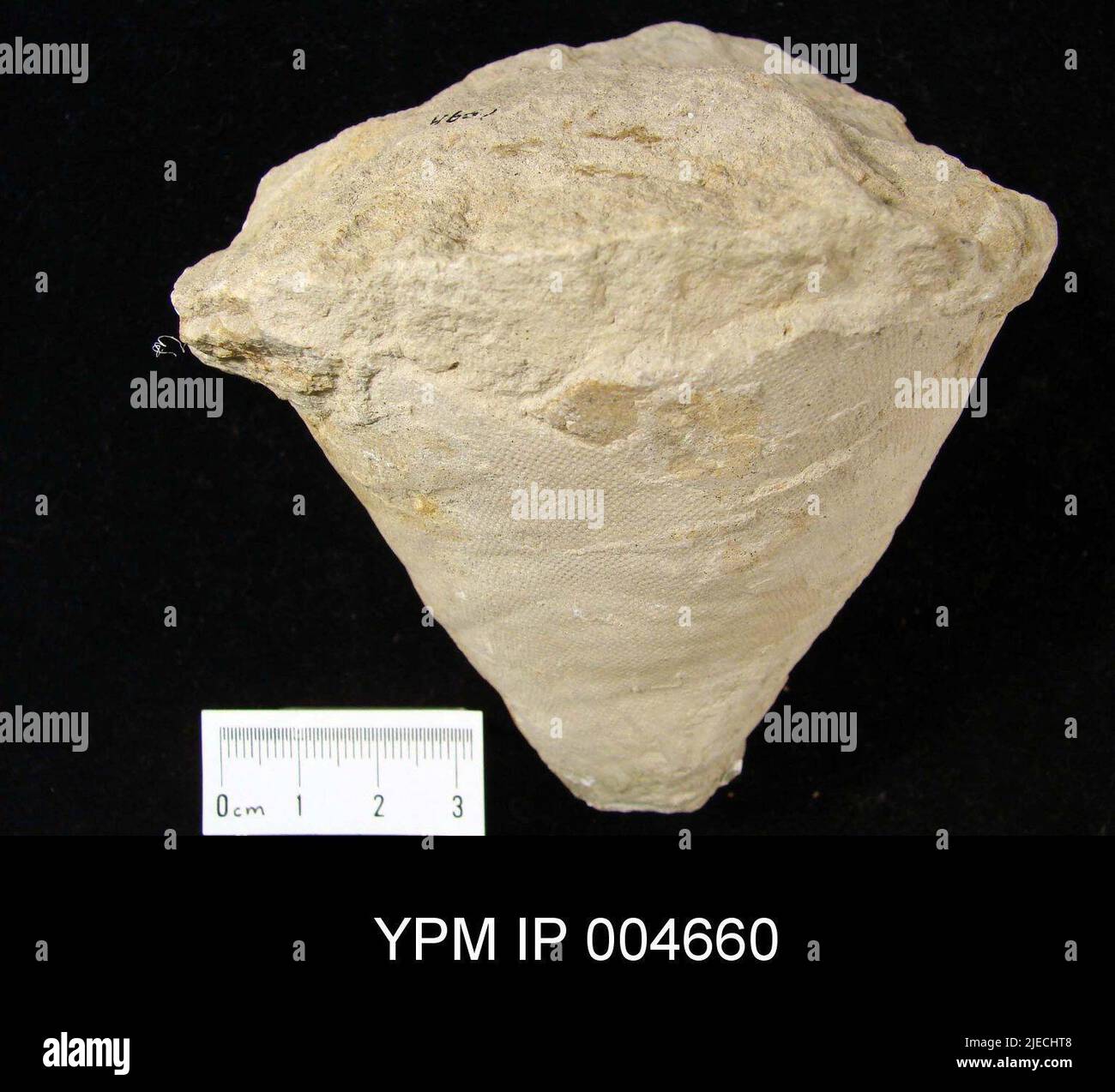 Coscinopora infundibuliformis goldfuss animalia hi-res stock ...