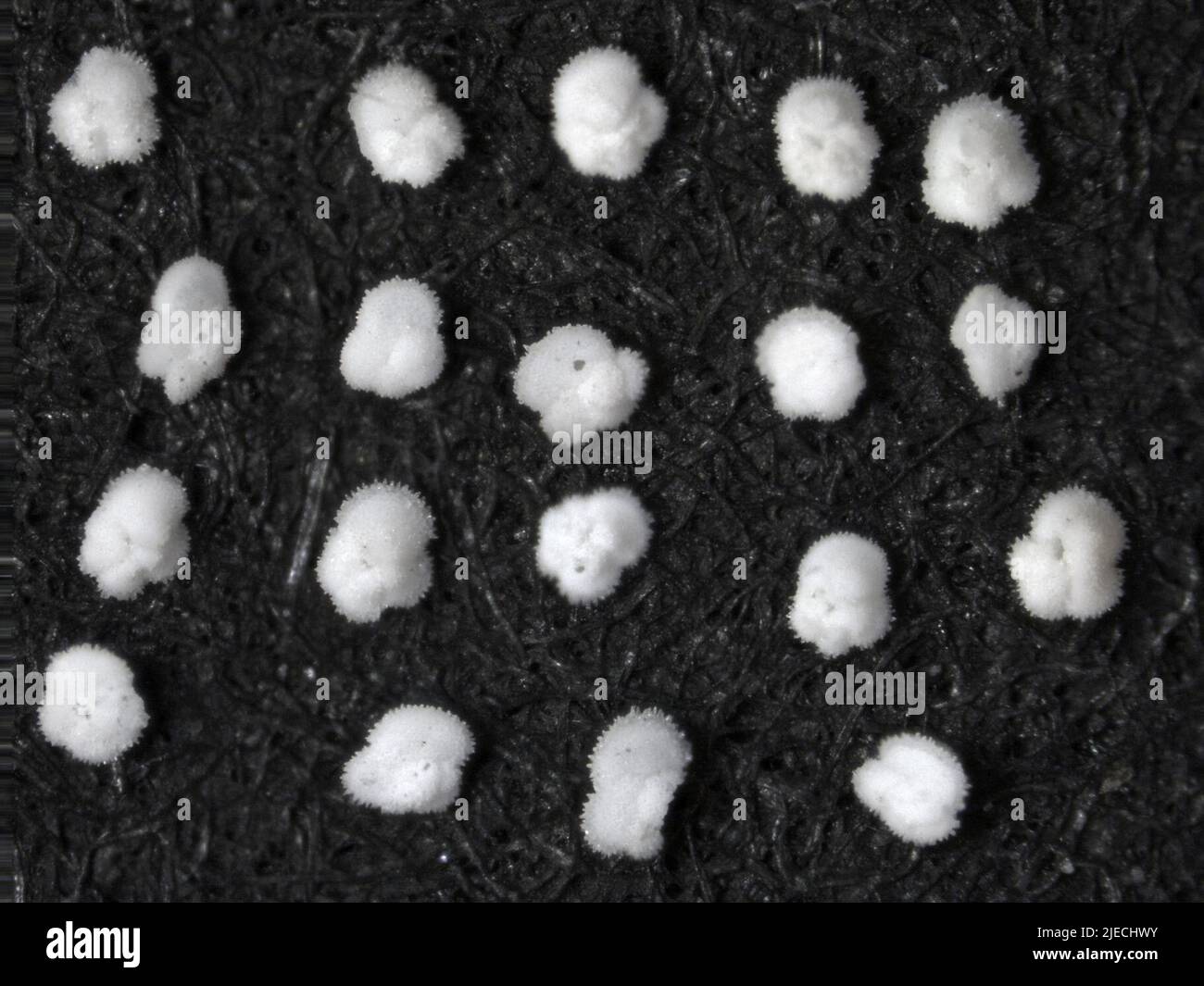Morozovella subbotinae morozova hi-res stock photography and images - Alamy