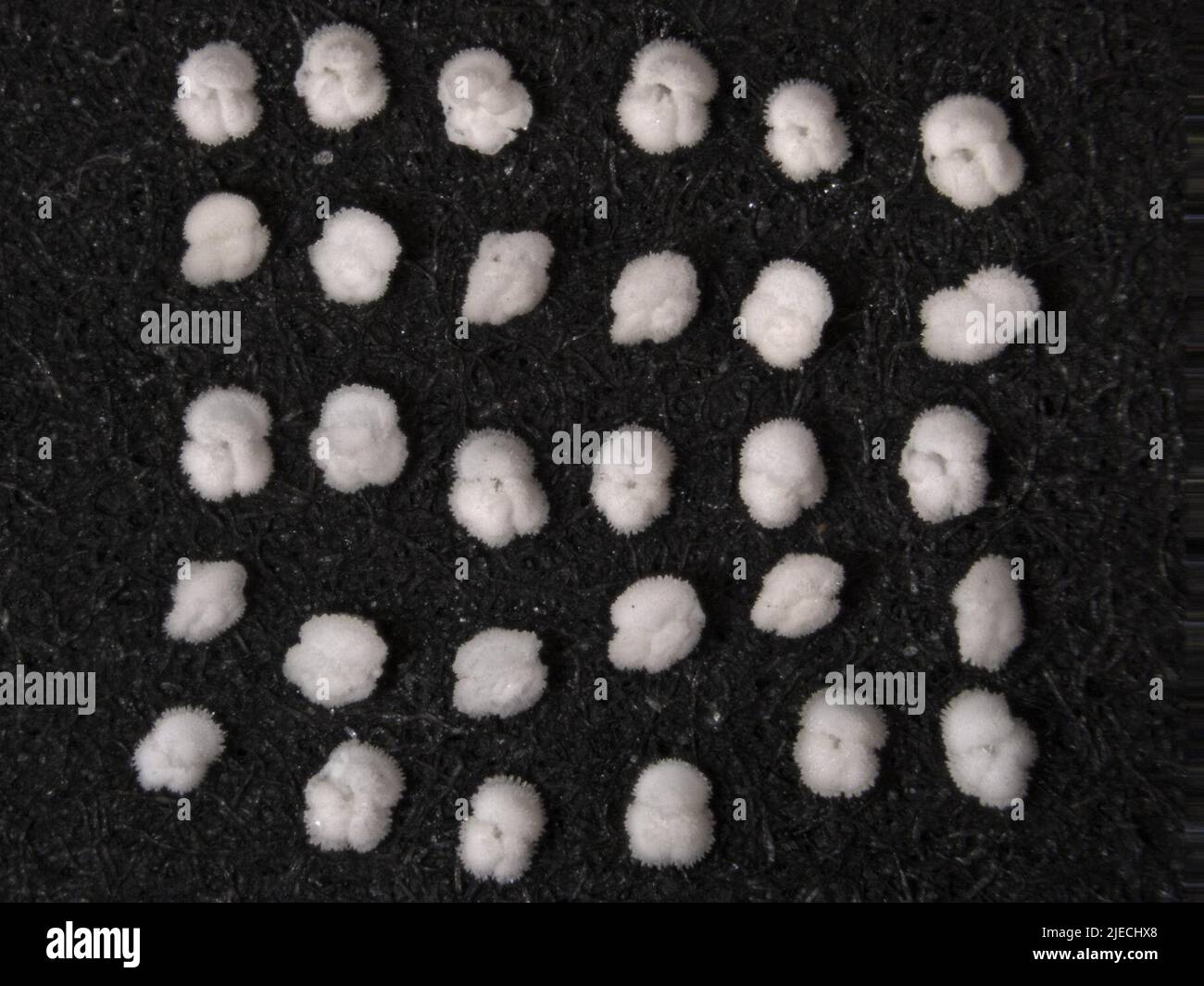 Morozovella subbotinae morozova hi-res stock photography and images - Alamy