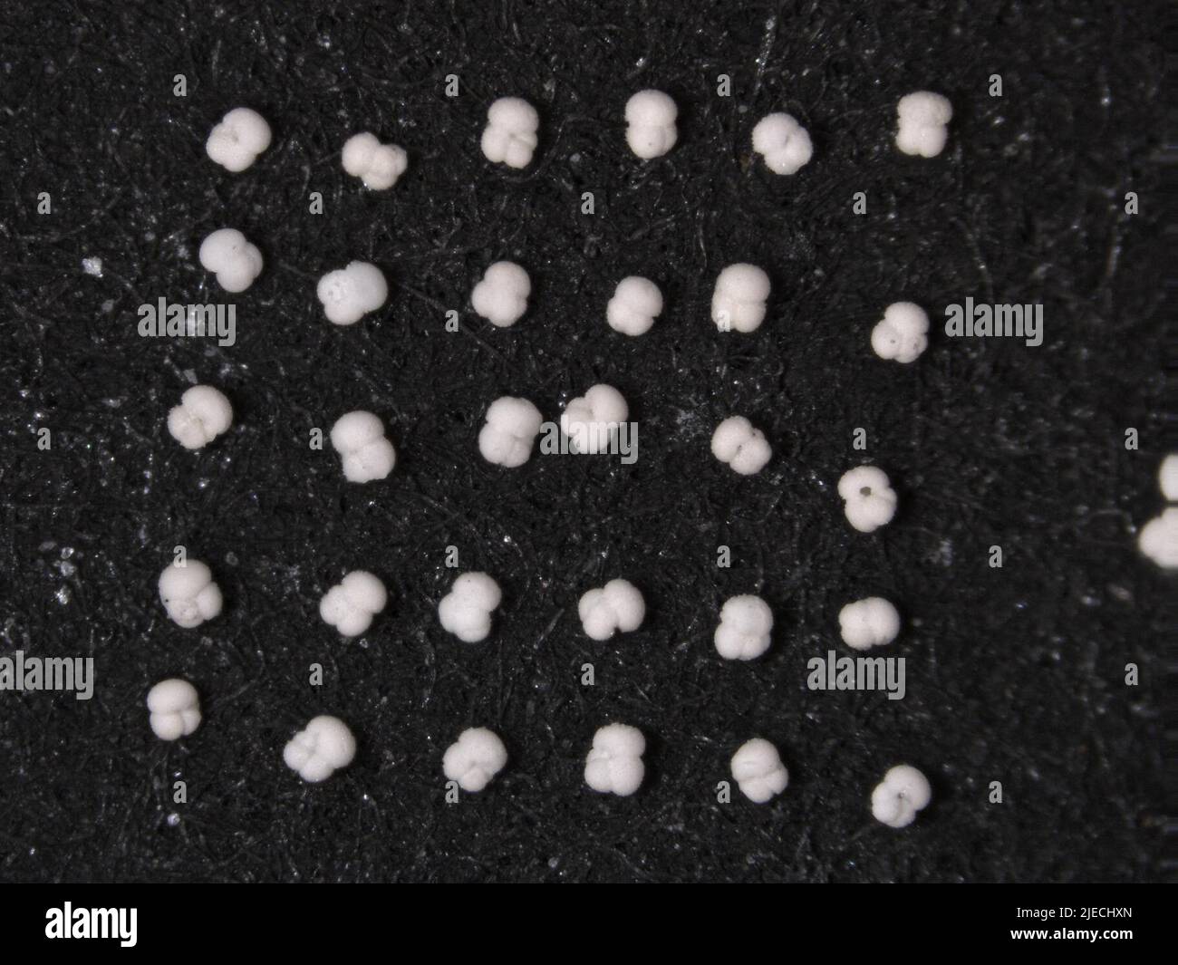 Subbotina eocaena von guembel hi-res stock photography and images - Alamy