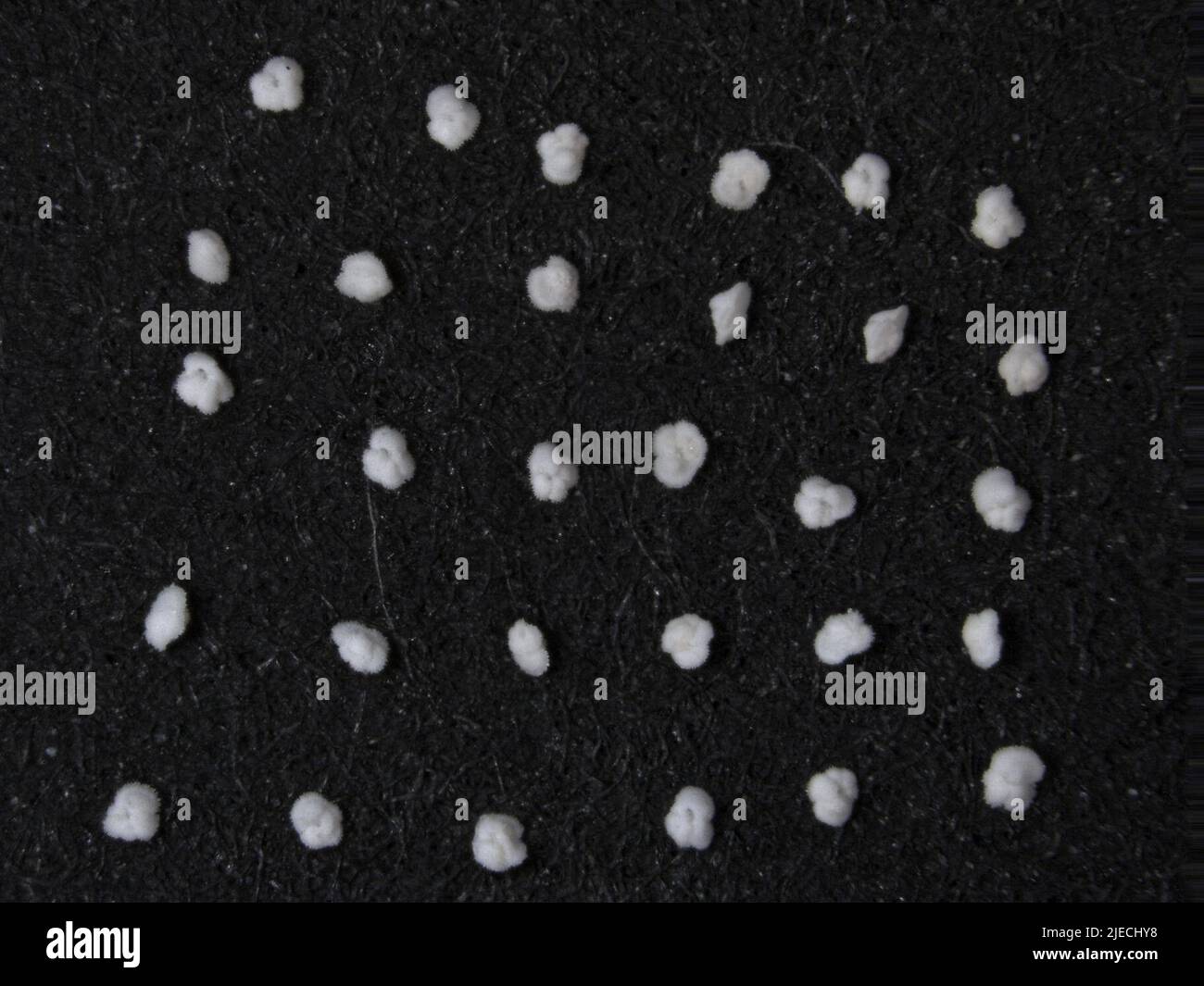 Morozovella subbotinae morozova hi-res stock photography and images - Alamy