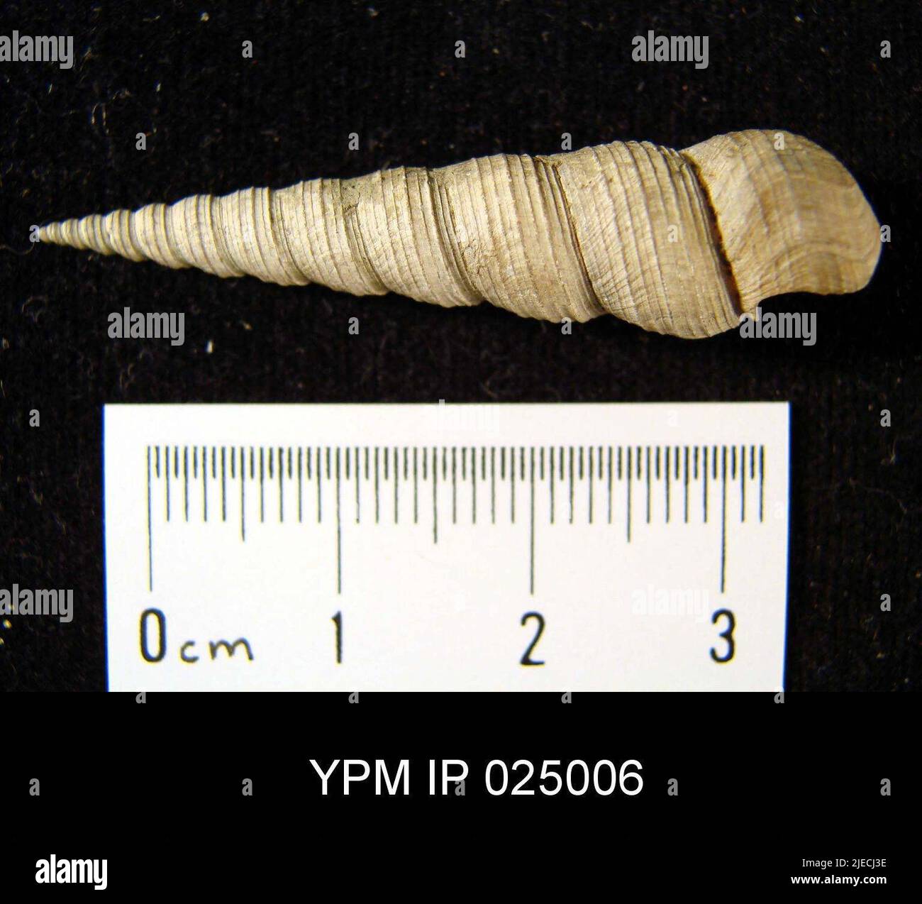 Mesalia alabamaensis Whitfield Stock Photo - Alamy