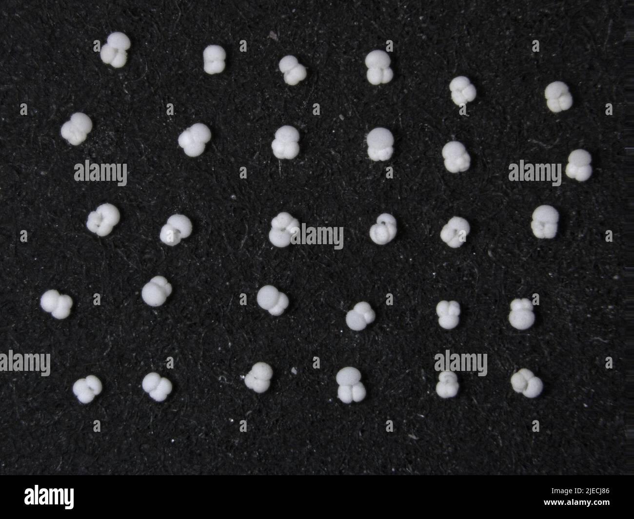 Subbotina eocaena von guembel hi-res stock photography and images - Alamy