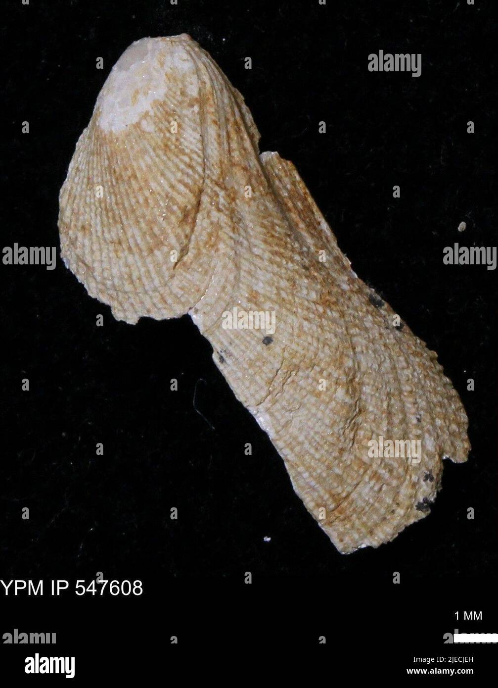 Modiola hamatus animalia hi-res stock photography and images - Alamy