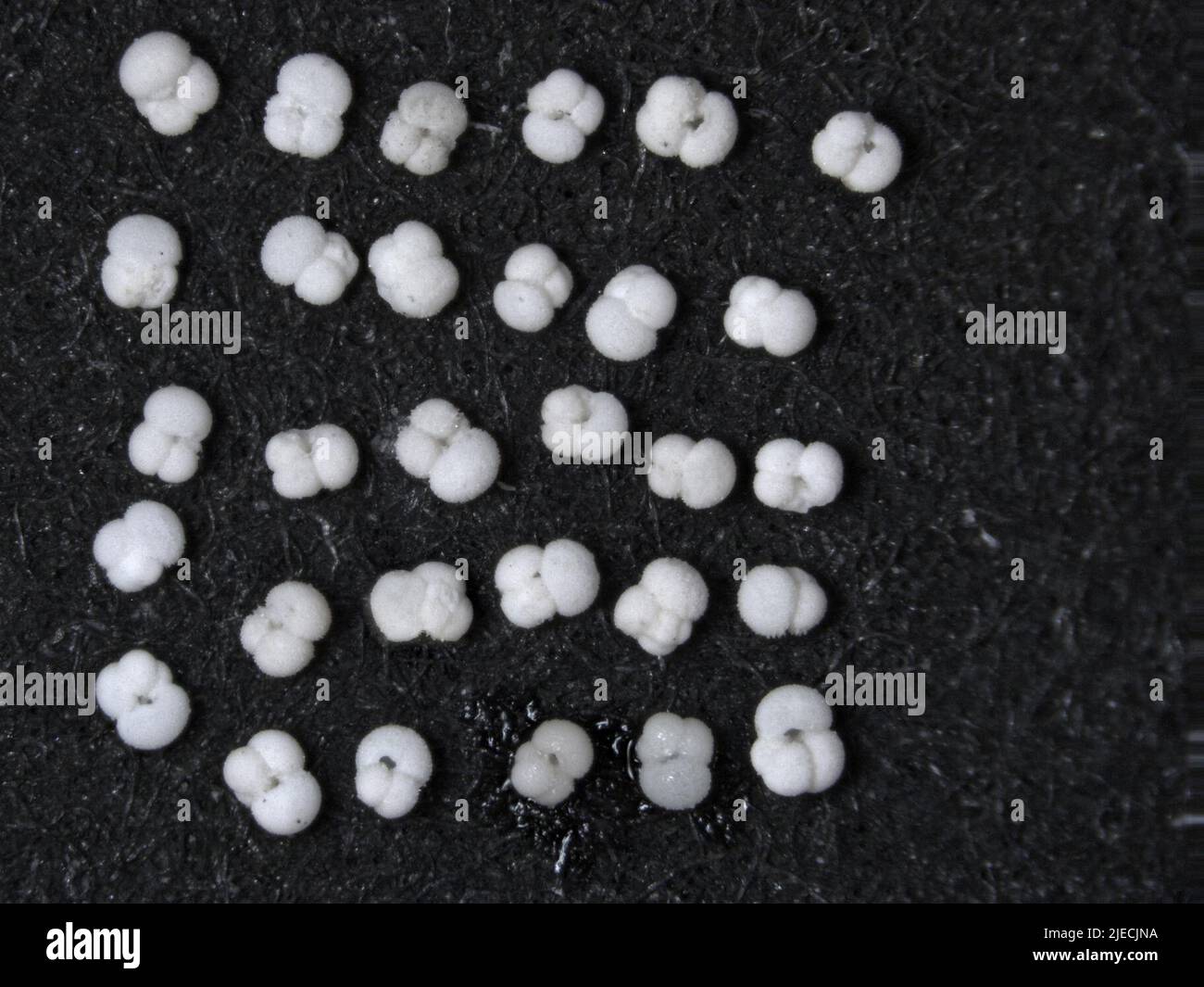 Subbotina eocaena von guembel hi-res stock photography and images - Alamy