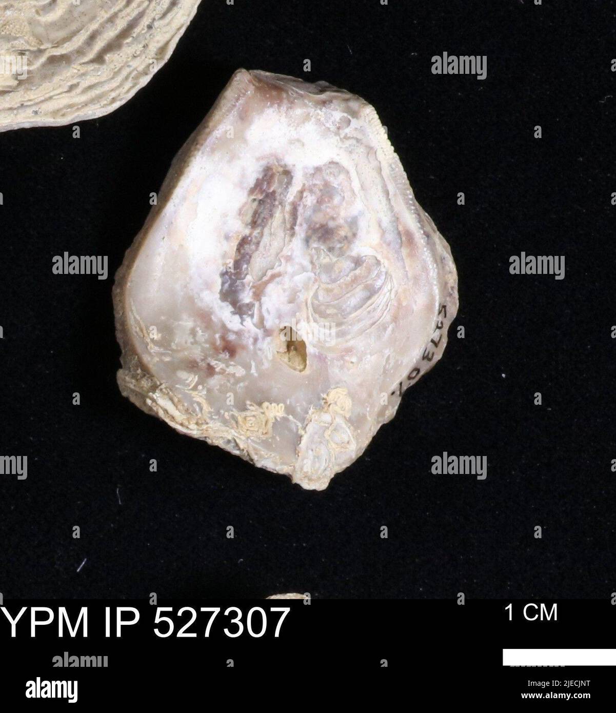 Gryphaea mucronata gabb animalia hi-res stock photography and images ...