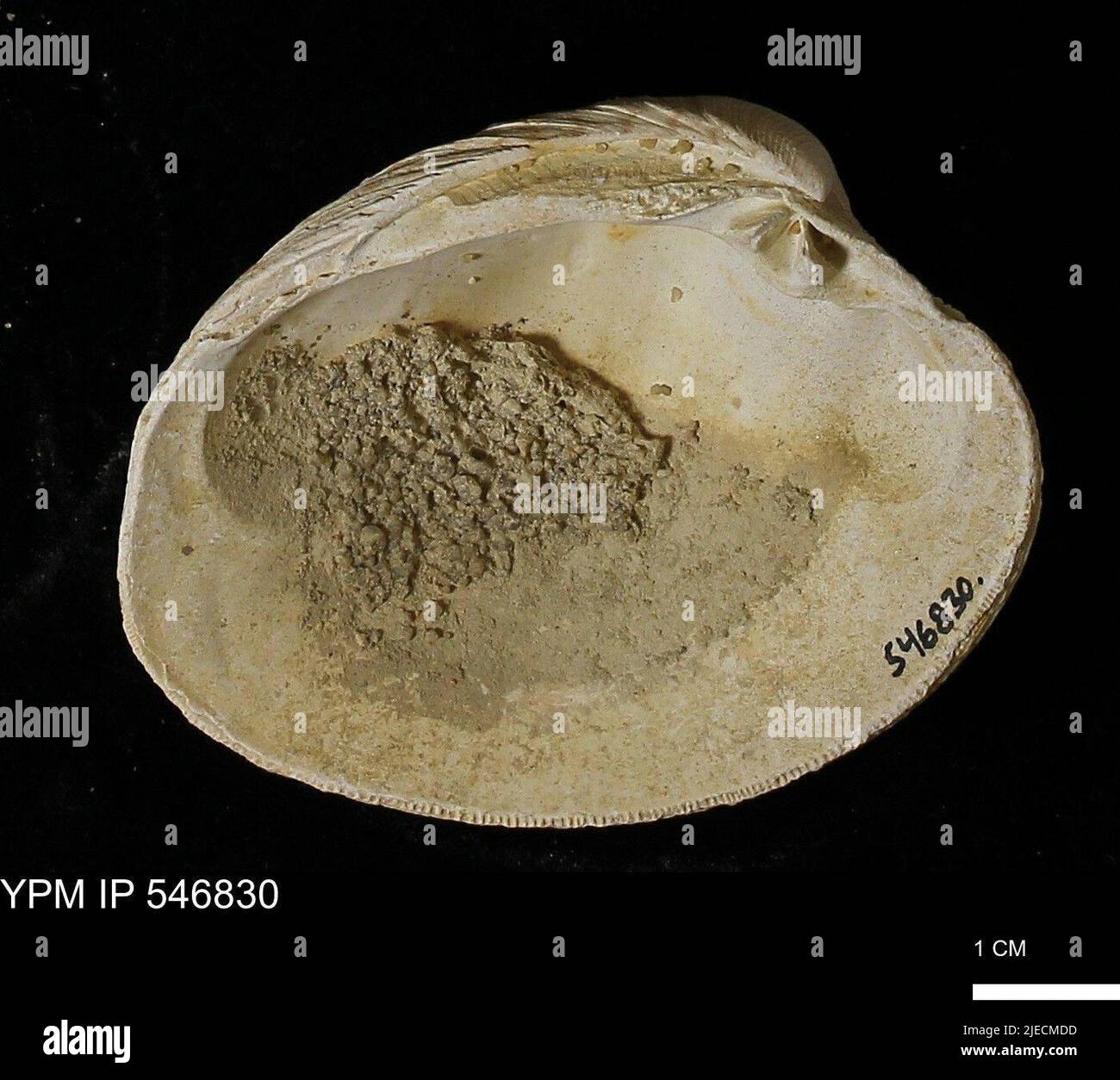 Venus mercenaria antiqua Verrill, 1875 Stock Photo - Alamy
