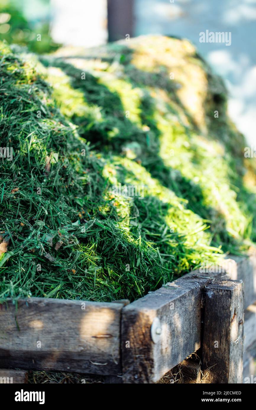 Vertical photo of fresh green cut green grass pile in wooden box ...