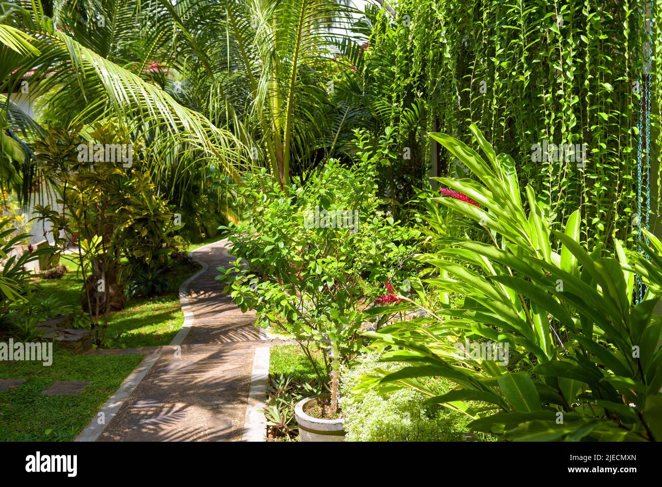 Palm Trees Landscaping Courtyards Homeowners Are Putting 'Enormous