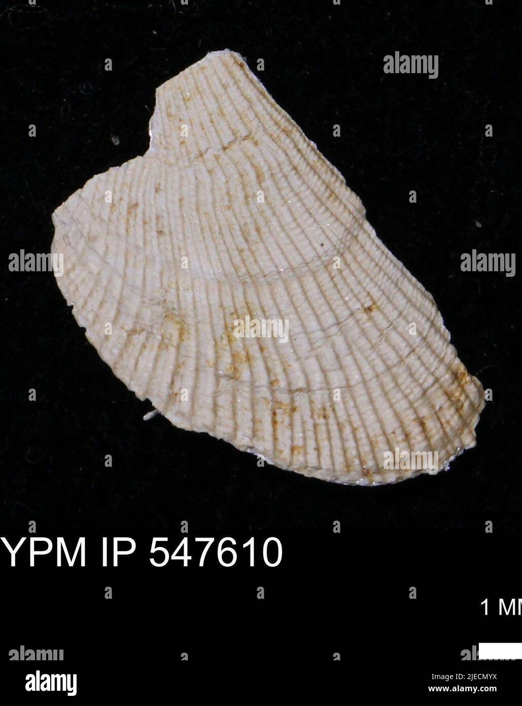 Modiola hamatus animalia hi-res stock photography and images - Alamy