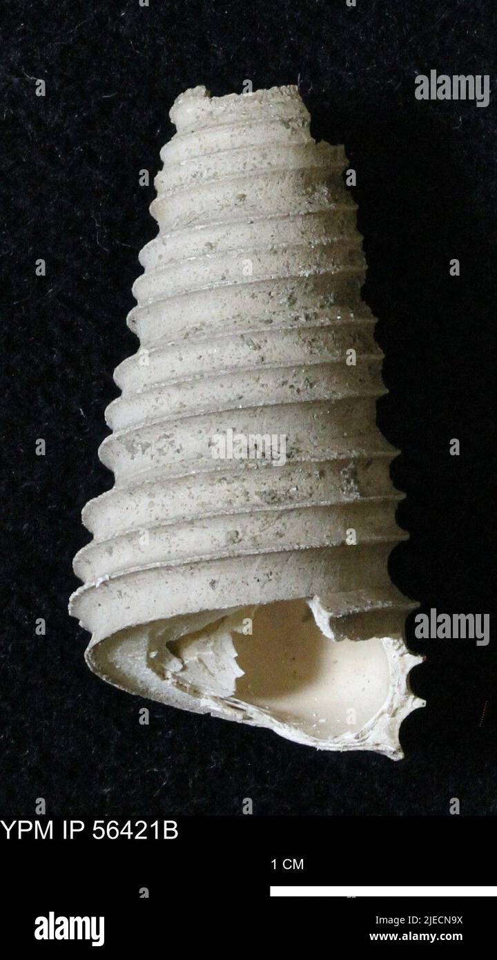 Turritella trilira animalia hi-res stock photography and images - Alamy