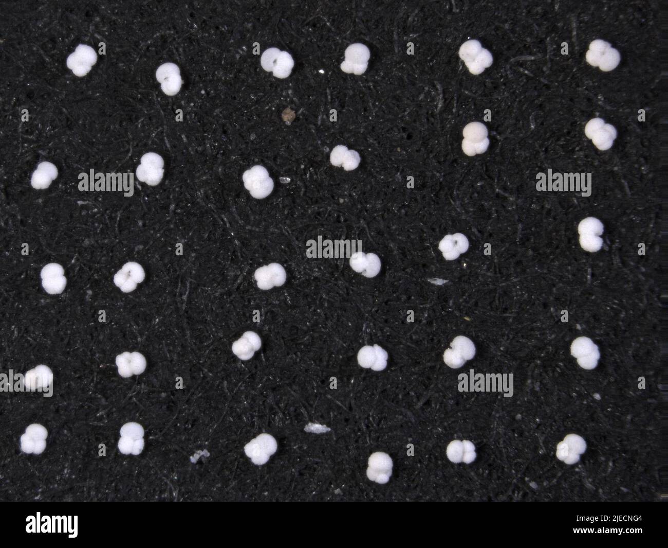 Subbotina eocaena (von Guembel, 1868 Stock Photo - Alamy