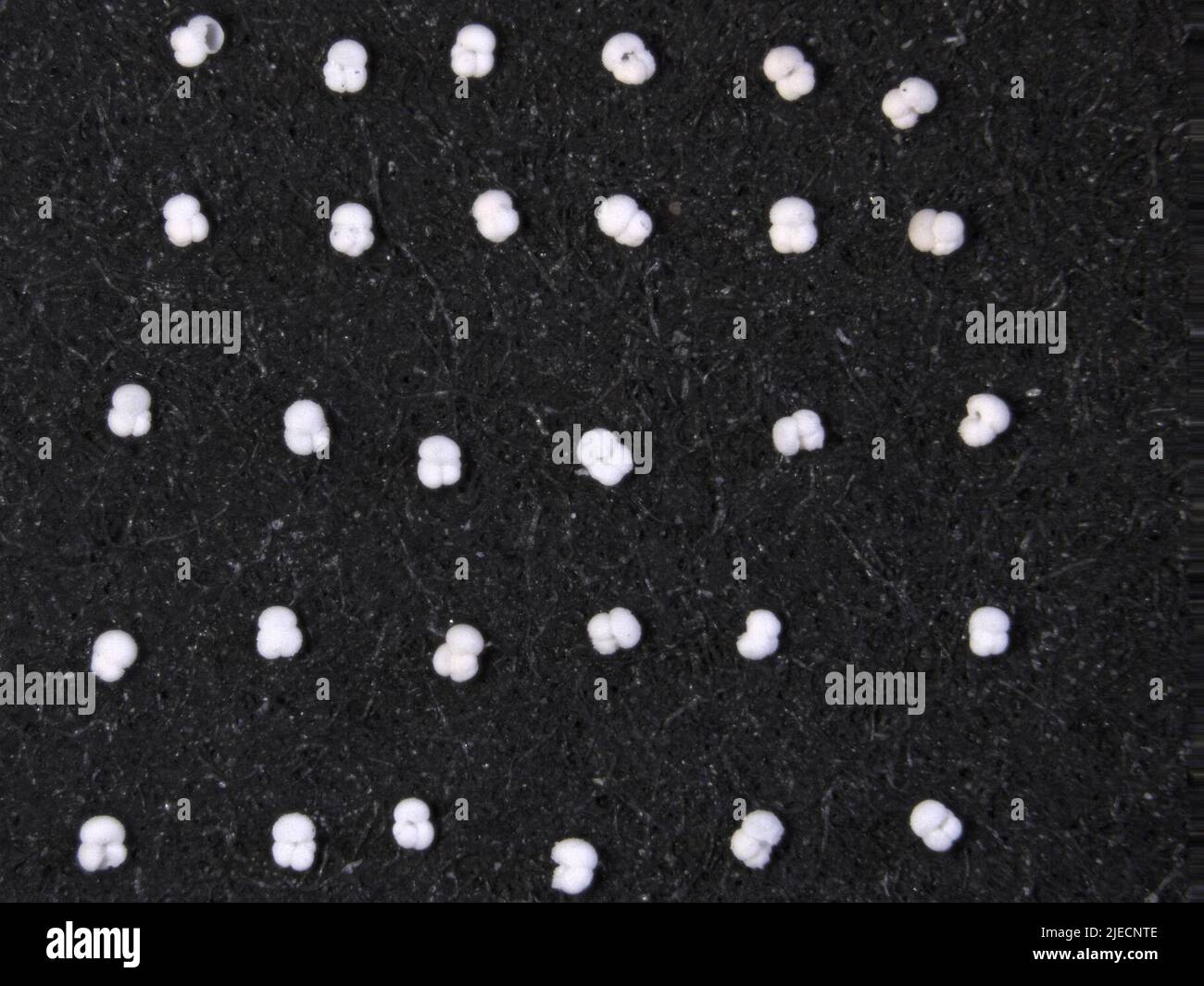 Subbotina eocaena von guembel hi-res stock photography and images - Alamy
