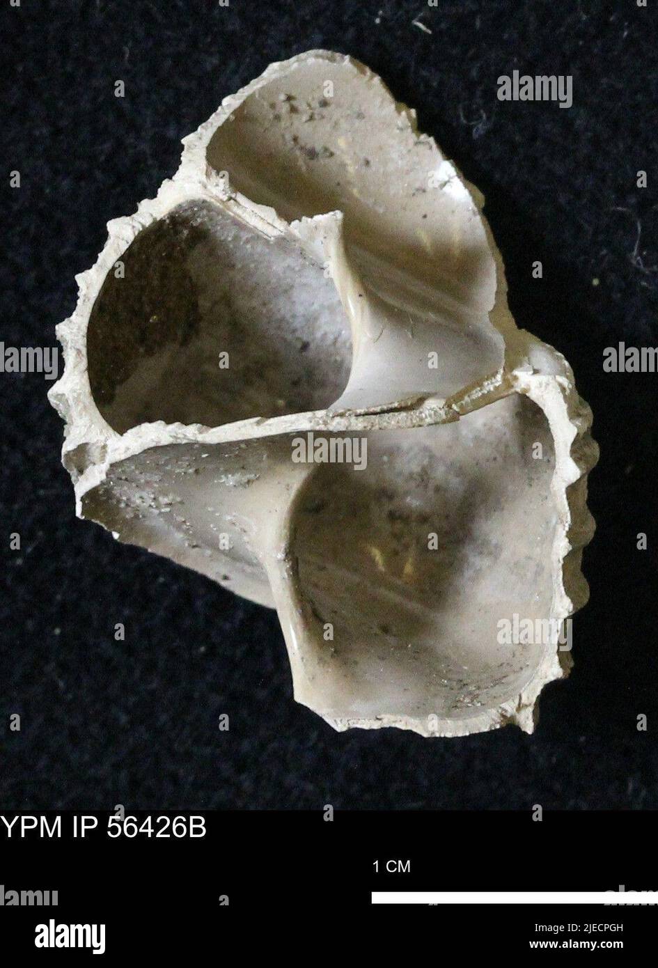 Turritella sp animalia hi-res stock photography and images - Alamy