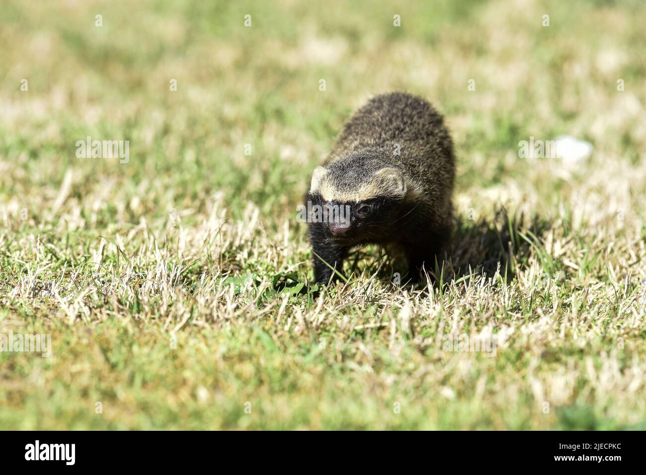 Little grison galictis cuja hi-res stock photography and images - Alamy
