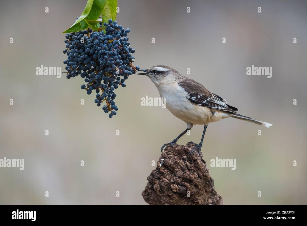 White banded Mockingbird, Mimus triurus, in Pampas grass environment ...