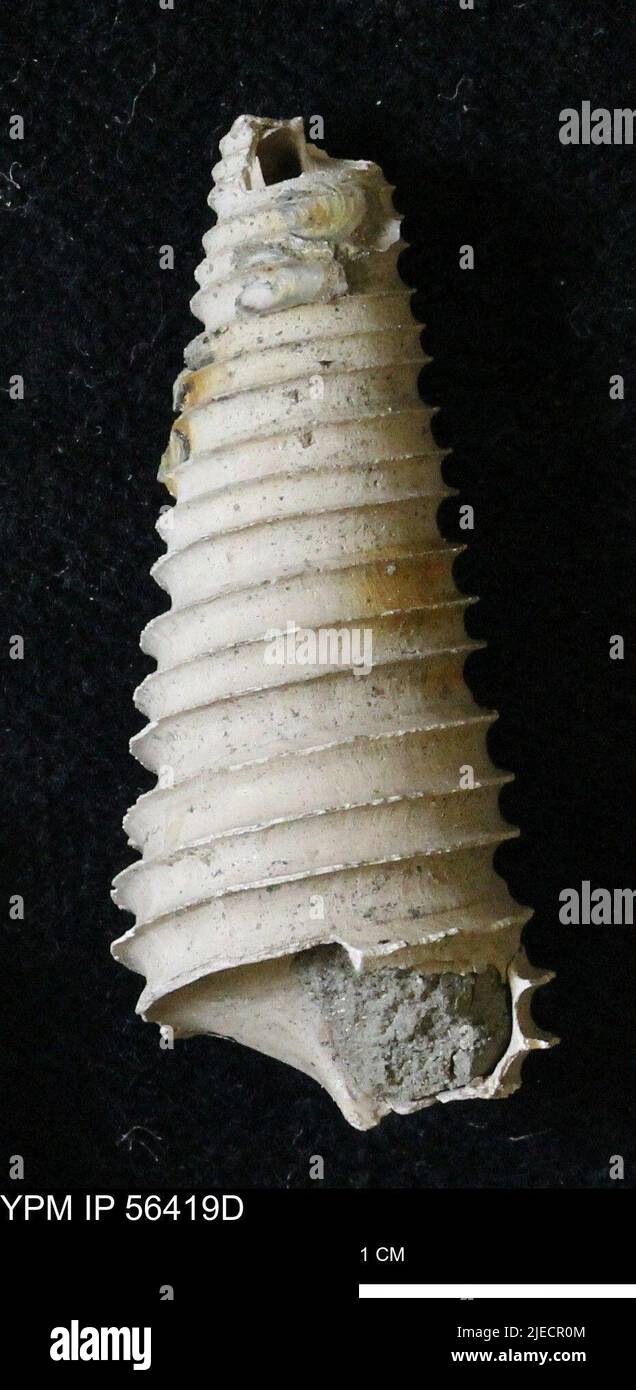 Turritella fossils hi-res stock photography and images - Alamy