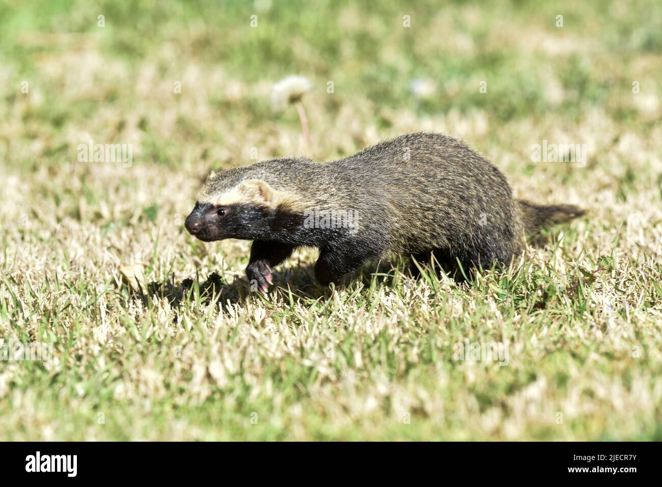 Little grison, in Pampas grassland environment, La Pampa Province ...