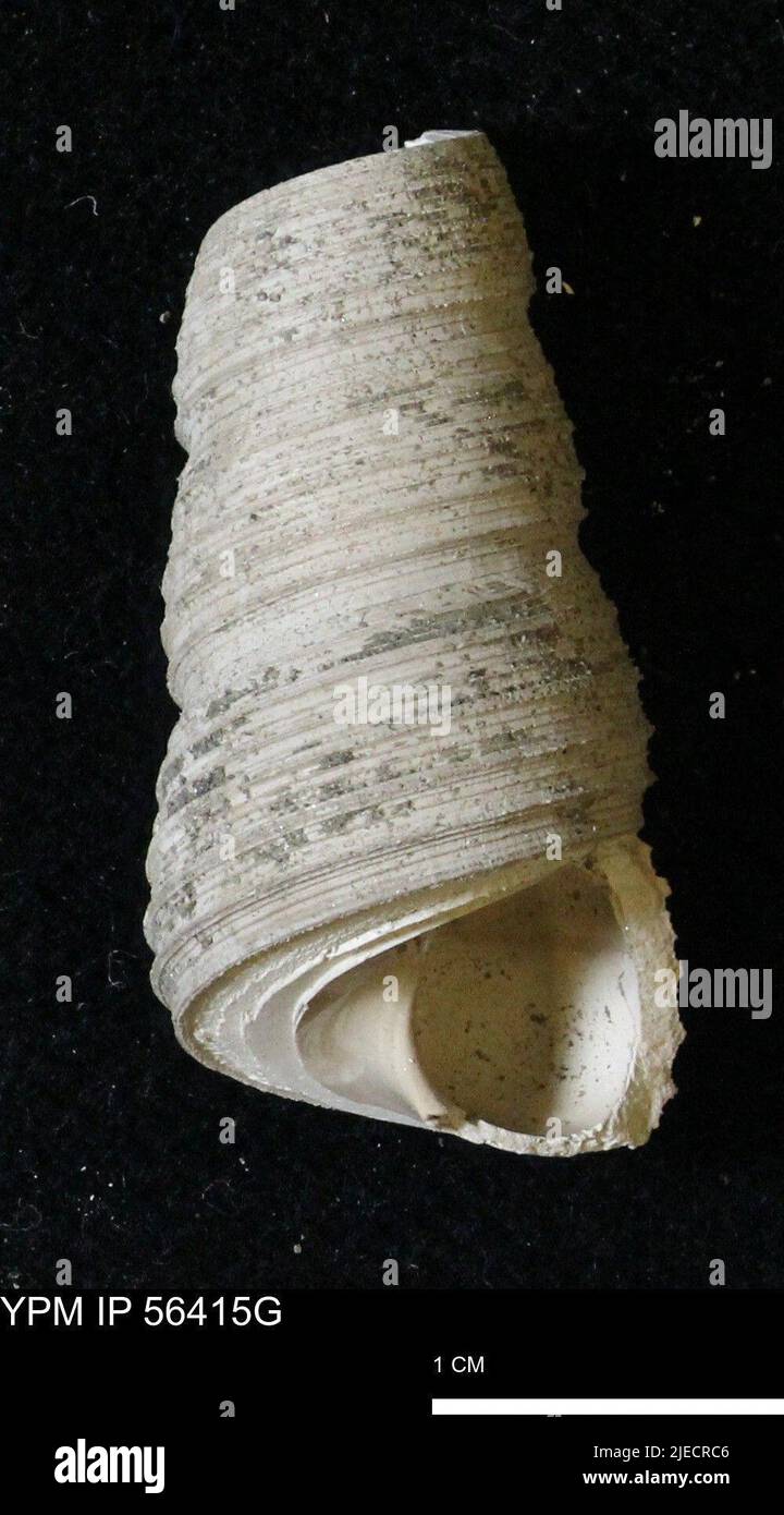 Turritella sp animalia hi-res stock photography and images - Alamy