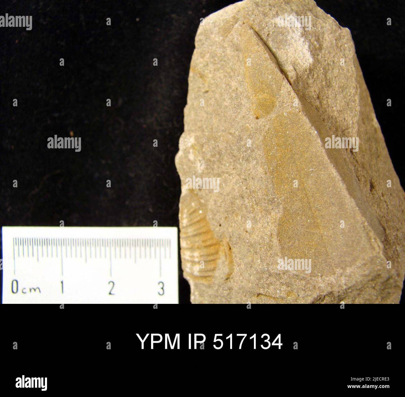 1867 animalia hi-res stock photography and images - Alamy