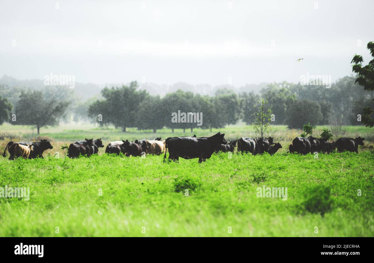 Cattle in countryside. Herd of cows at summer green field Stock Photo - Alamy
