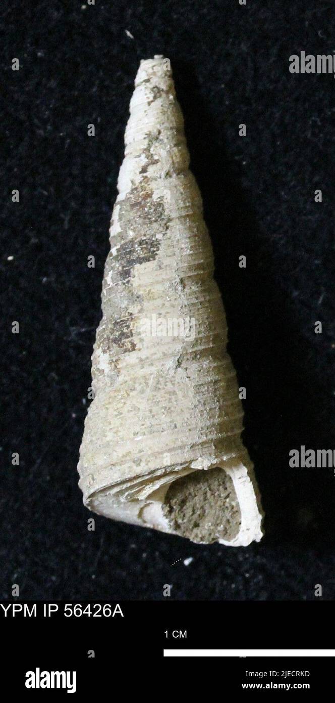 Turritella sp animalia hi-res stock photography and images - Alamy