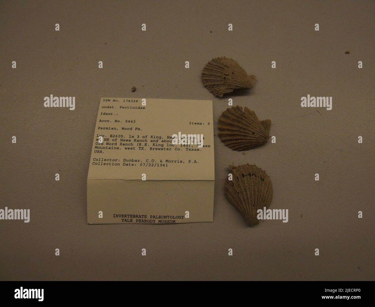 Undet pectinidae animalia hi-res stock photography and images - Alamy